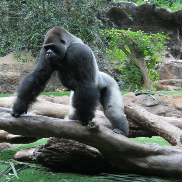 Online Zoo